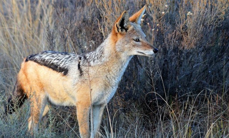 Chacal | Características, hábitat, alimentación, reproducción | Animal