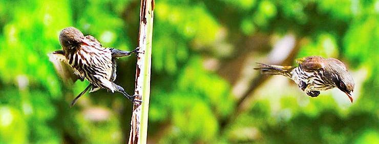 Cigua palmera | Características, hábitat, alimentación, reproducción | Ave