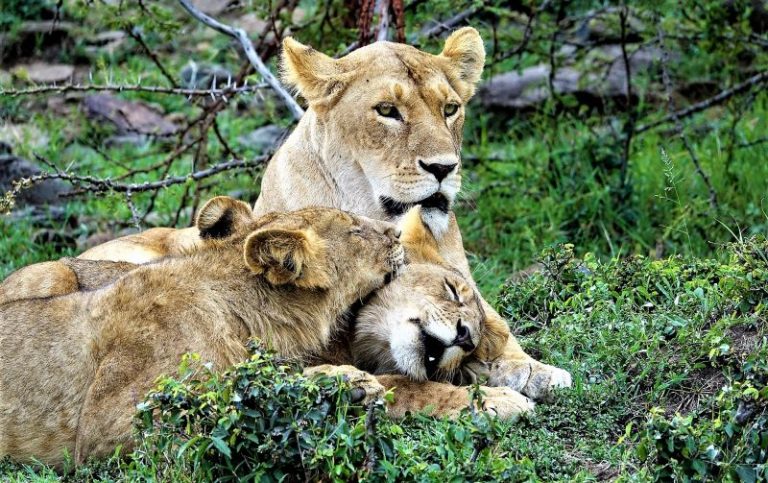 Animales cuadrúpedos | Qué son, descripción, desplazamiento, ejemplos