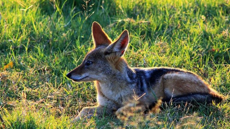 Chacal | Características, hábitat, alimentación, reproducción | Animal