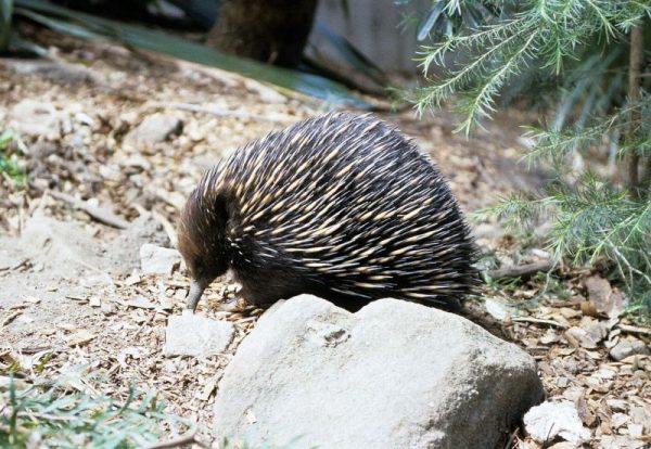 Equidna | Características, hábitat, alimentación, reproducción | Animal