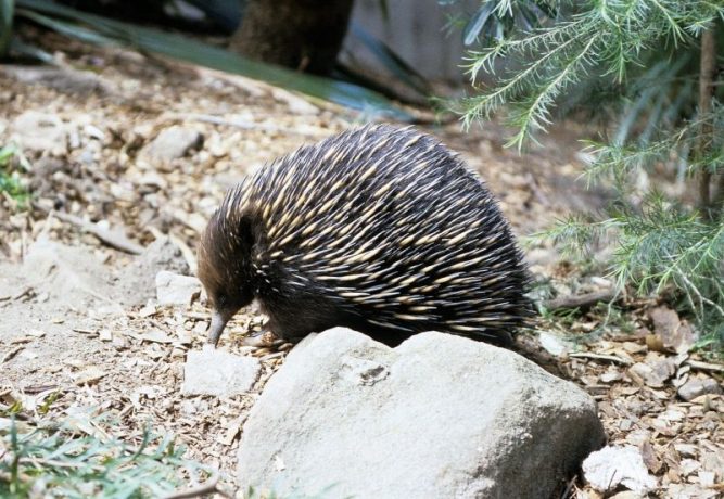 Equidna | Características, hábitat, alimentación, reproducción | Animal
