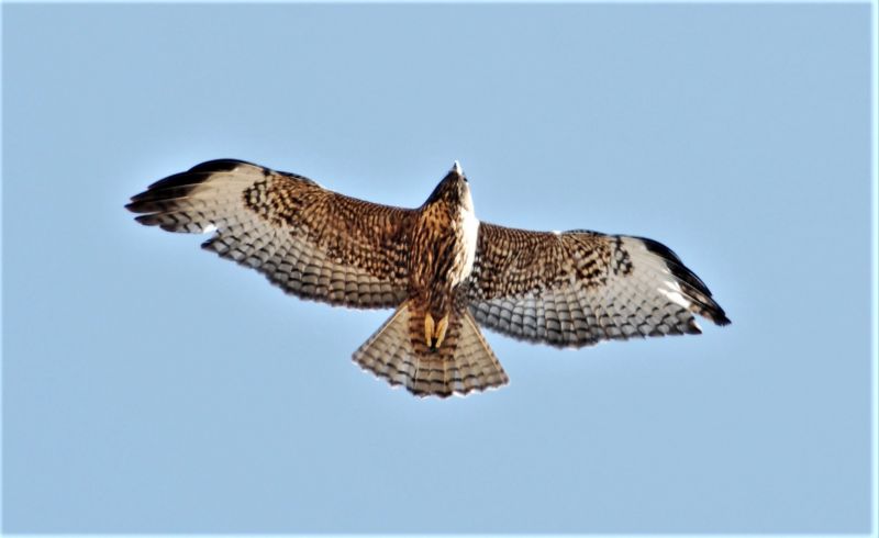 Gavilán | Características, hábitat, alimentación, reproducción, datos | Ave