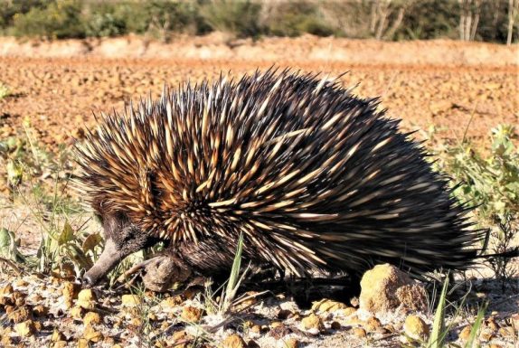 Equidna | Características, hábitat, alimentación, reproducción | Animal