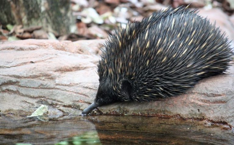 Equidna | Características, hábitat, alimentación, reproducción | Animal