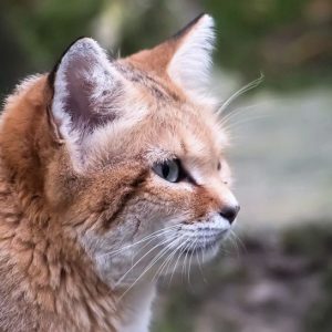 Tiburón gato | Características, hábitat, alimentación, reproducción ...