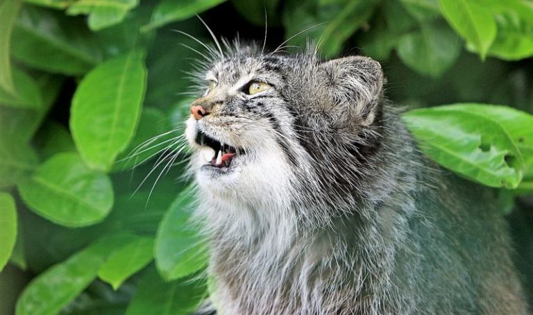 Gato de pallas | Características, hábitat, alimentación, reproducción