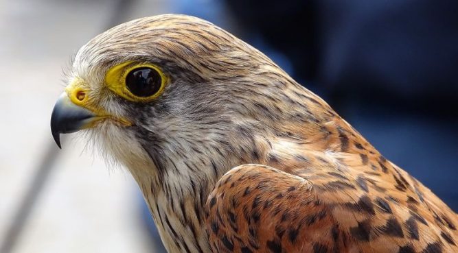 Gavilán | Características, hábitat, alimentación, reproducción, datos | Ave