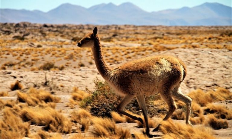 Guanaco | Características, hábitat, alimentación, reproducción | Animal