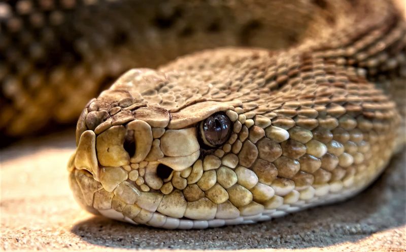 Víbora | Características, alimentación, reproducción | Serpiente ...