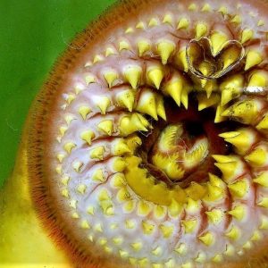 Quiasma | Qué es, definición, significado, función | Óptico