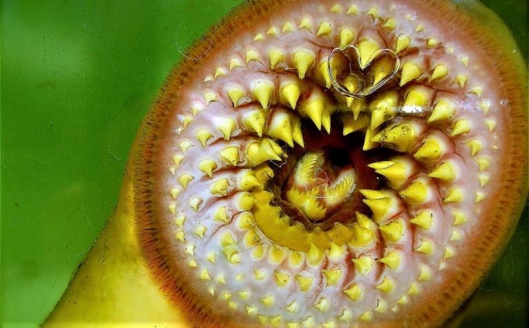 Lamprea | Qué es, características, reproducción, alimentación, estados
