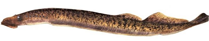 Lamprea | Qué es, características, reproducción, alimentación, estados