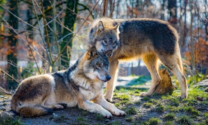 Cánidos | Características, alimentación, hábitat, reproducción ...