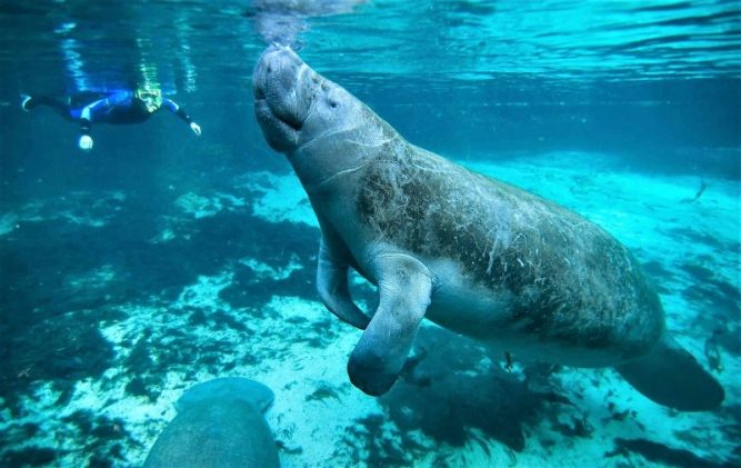 Manatí | Características, hábitat, alimentación, reproducción | Animal