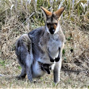 Saprofitos | Qué son, definición, ejemplos | Hongos, animales, organismos