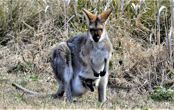 Marsupio | Qué es, características, función, animales, desarrollo de la ...