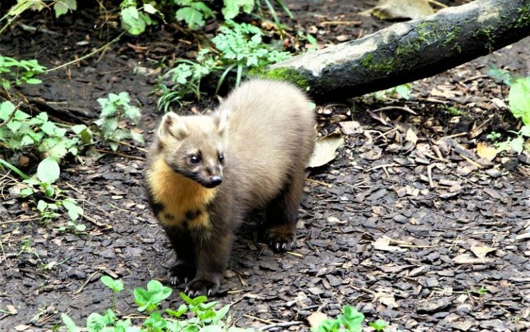 Marta | Características, hábitat, alimentación, reproducción | Animal