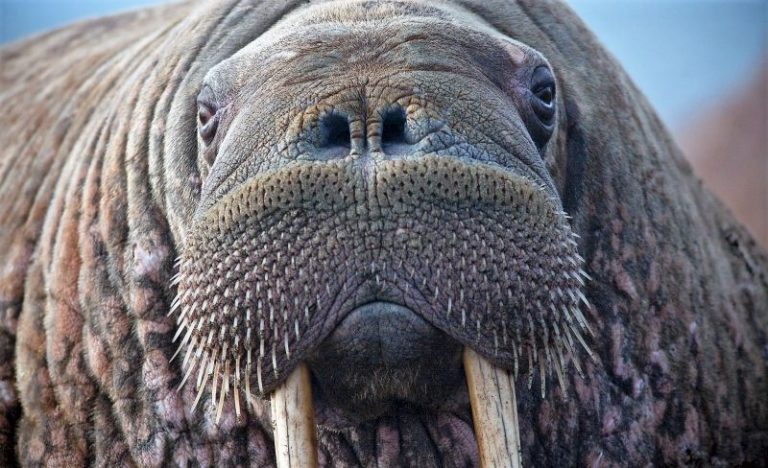 Morsa | Características, hábitat, alimentación, reproducción | Animal