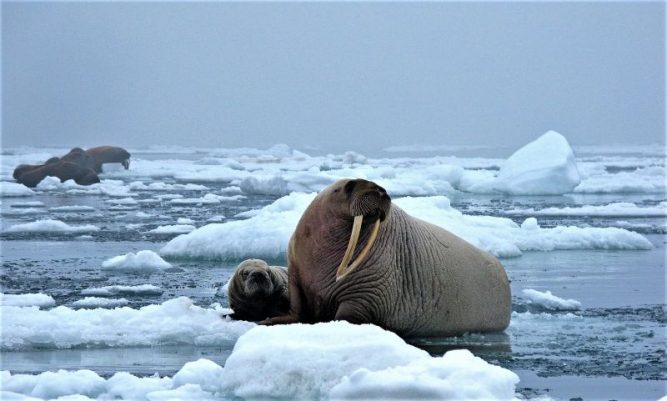 Morsa | Características, hábitat, alimentación, reproducción | Animal