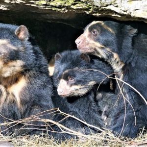 Oso kodiak | Características, alimentación, reproducción, comportamiento