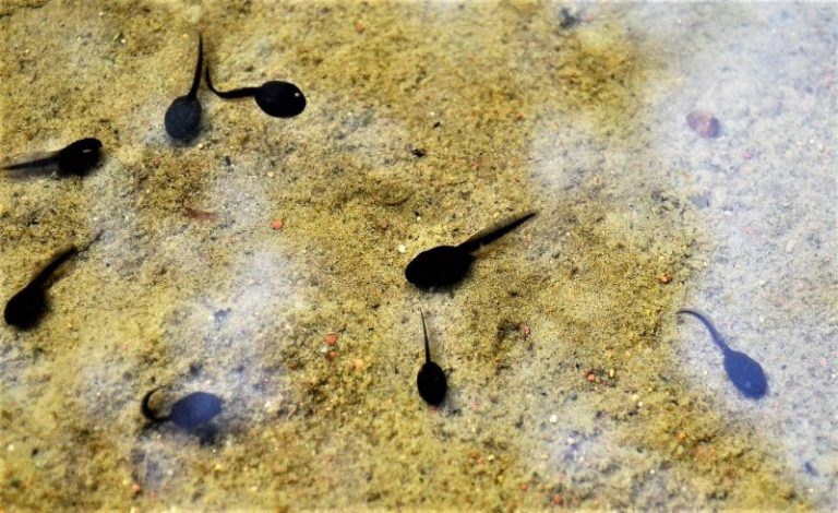 Renacuajo | Características, tipos, hábitat, alimentación, reproducción