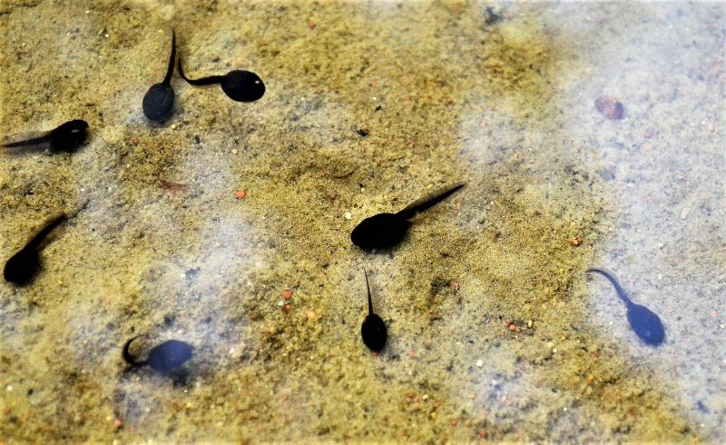 Renacuajo | Características, tipos, hábitat, alimentación, reproducción