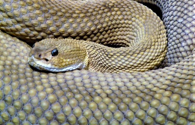 Víbora | Características, alimentación, reproducción | Serpiente ...