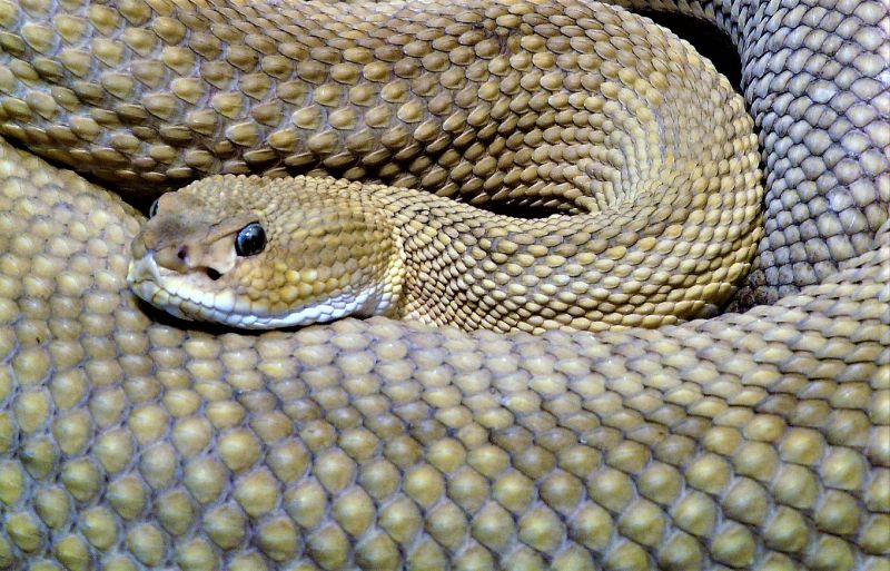 Víbora | Características, alimentación, reproducción | Serpiente ...