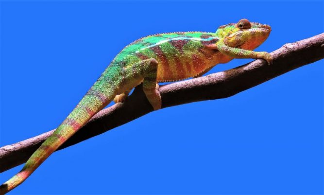 Animales cuadrúpedos | Qué son, descripción, desplazamiento, ejemplos