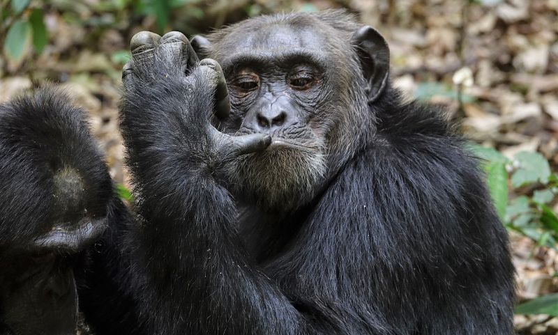 Animales frugívoros | Qué son, características, especies, peligro de ...