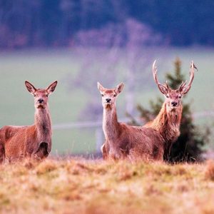 Animales cuadrúpedos | Qué son, descripción, desplazamiento, ejemplos