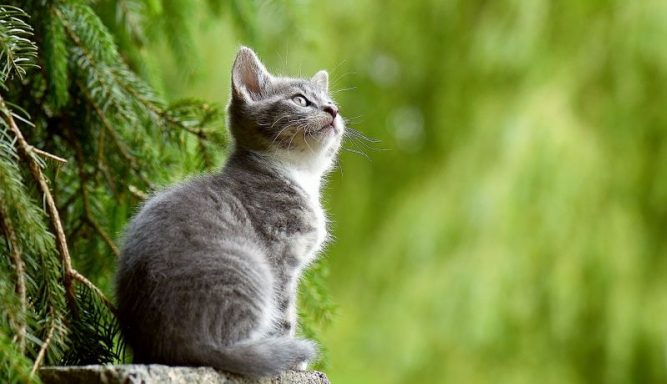 Animales terrestres | Qué son, clasificación, datos de interés, información