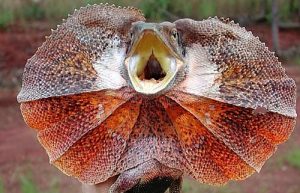 Clamidosaurio | Características, hábitat, alimentación, reproducción ...