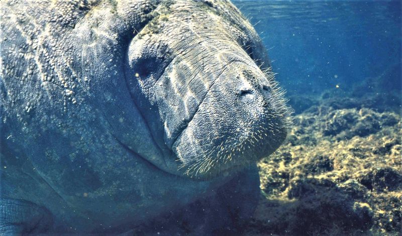 Dugongo | Características, comportamiento, reproducción, hábitat | Animal