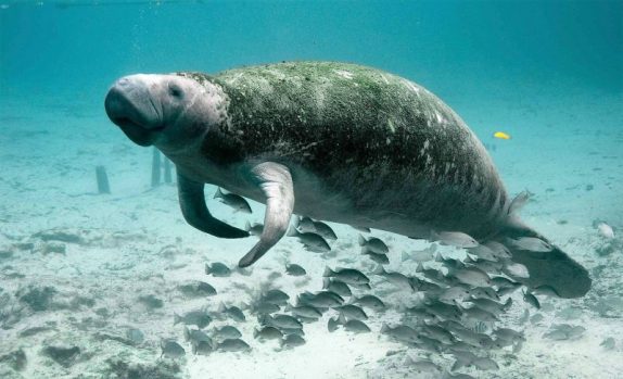 Dugongo | Características, comportamiento, reproducción, hábitat | Animal