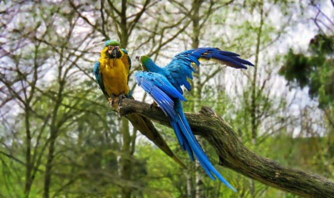 Animales frugívoros | Qué son, características, especies, peligro de ...