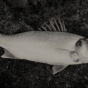 Bagre | Características, hábitat, alimentación, reproducción, curiosidades