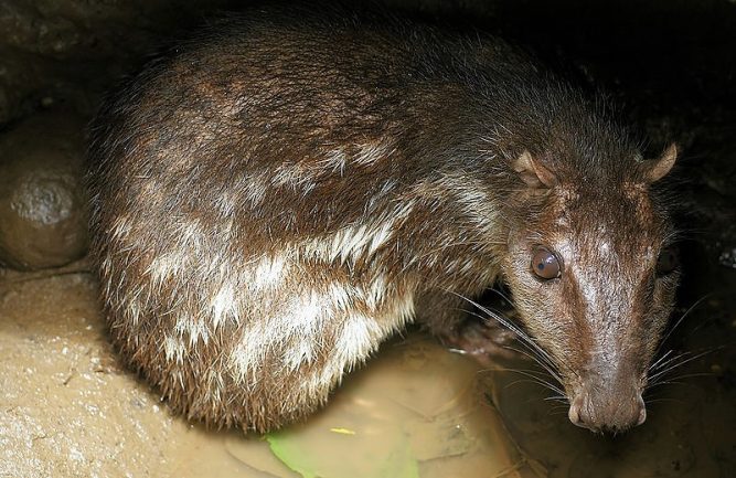 Tepezcuintle | Características, alimentación, reproducción, hábitat ...