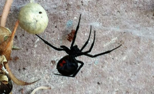 Araña capulina | Características, alimentación, hábitat, picadura, veneno