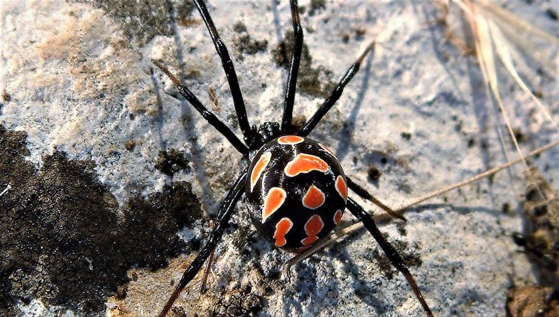 Araña capulina | Características, alimentación, hábitat, picadura, veneno