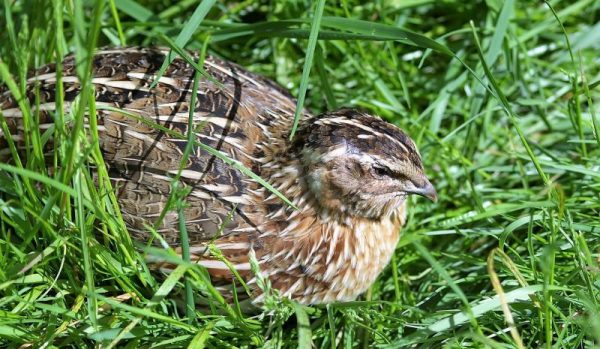 Codorniz | Características, hábitat, alimentación, reproducción, amenazas