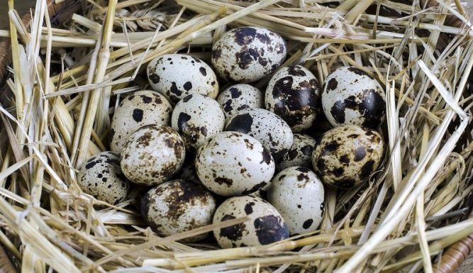 Codorniz | Características, hábitat, alimentación, reproducción, amenazas