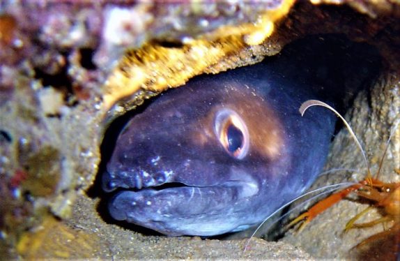 Congrio | Características, rasgos, comportamiento, beneficios, uso ...