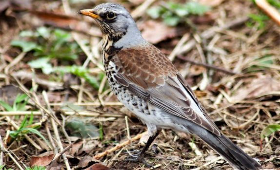 Tordo | Características, hábitat, alimentación, reproducción ...