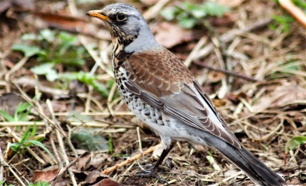 Tordo | Características, hábitat, alimentación, reproducción ...
