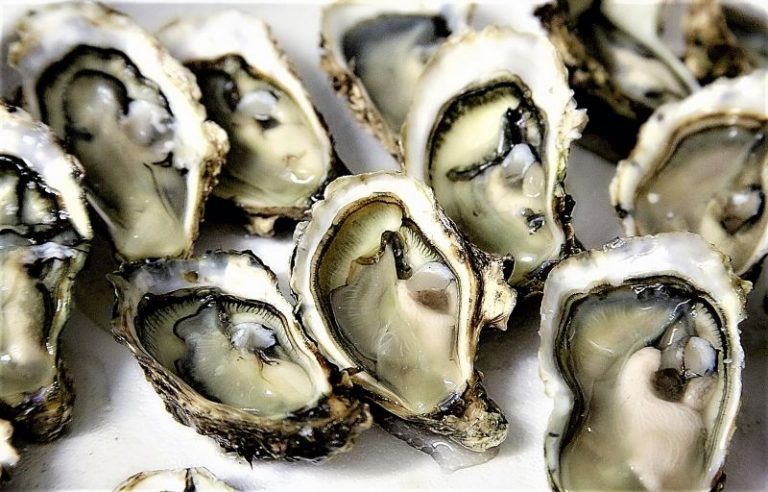 Ostra | Características, hábitat, alimentación, reproducción, cultivo ...