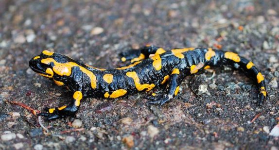 Salamandra | Características, hábitat, alimentación, reproducción ...