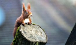 Placentarios | Qué son, características, tipos, variedades, ejemplos