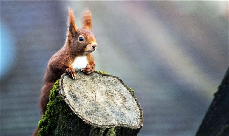 Placentarios | Qué son, características, tipos, variedades, ejemplos